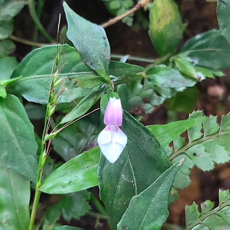 Wildflowers on the trails in Taiwan. Hiking in Asia