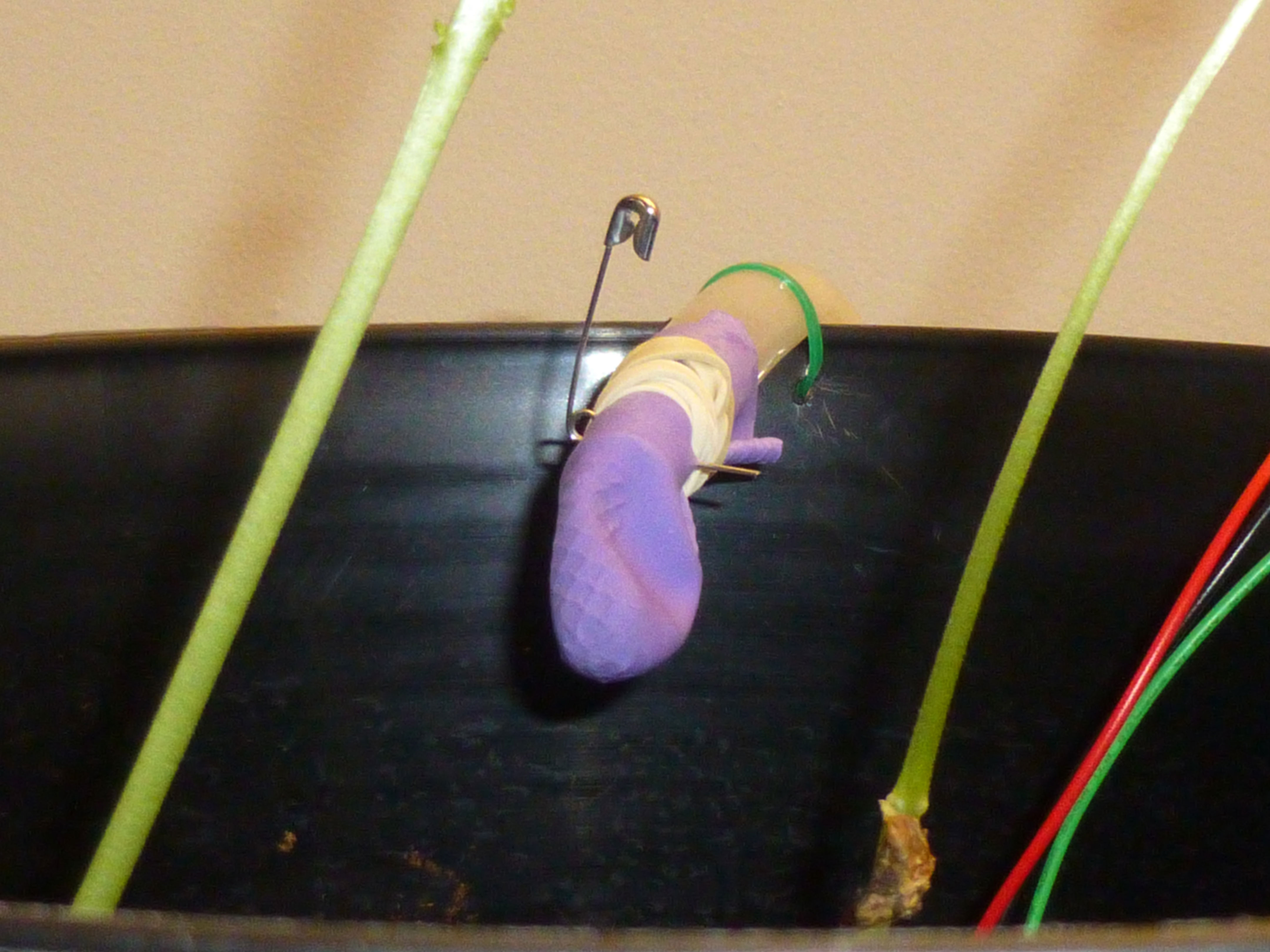 GreenPiThumb: A Raspberry Pi Gardening Bot · mtlynch.io