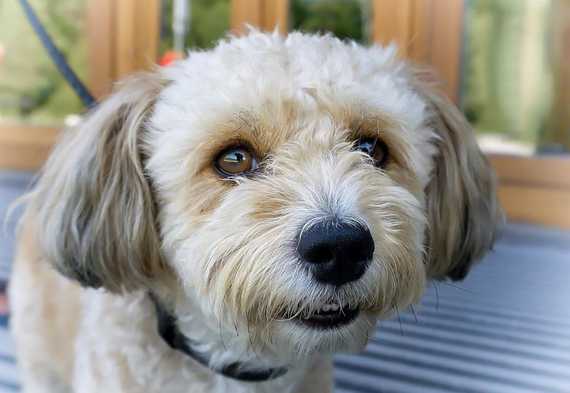 Why Are Dogs so Expensive? | Woof & Beyond