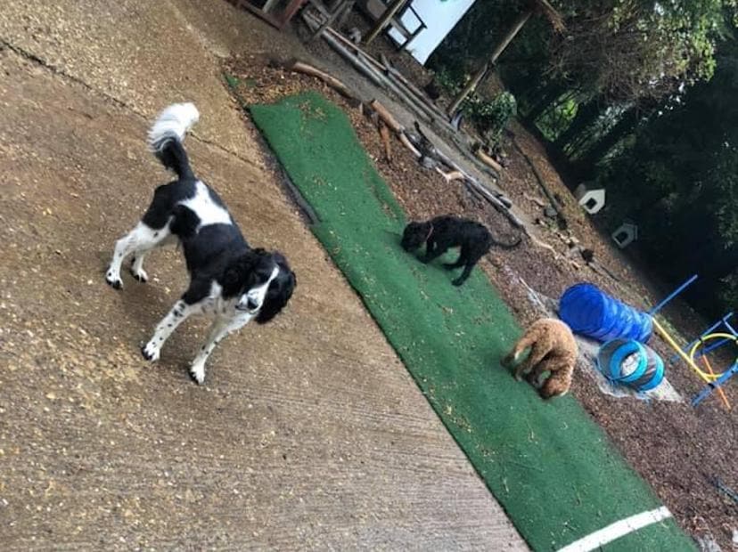 Happy Hounds Towcester