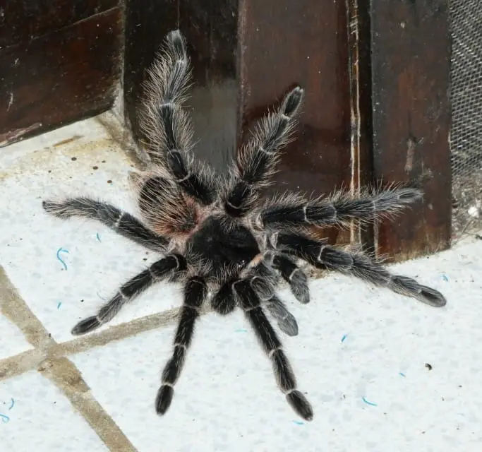 Tarantulas in Brazil - Tudo Sobre Animais