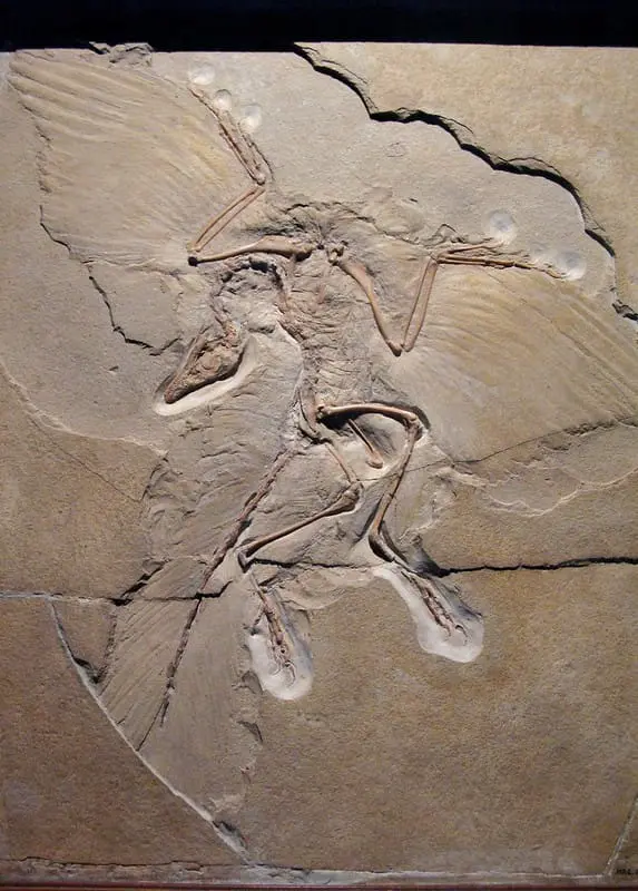 Feathered Dinosaurs - Tudo Sobre Animais