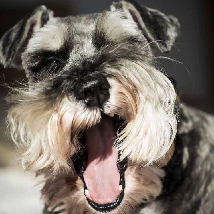 When Paula bought a miniature schnauzer for her daughter, she never ...
