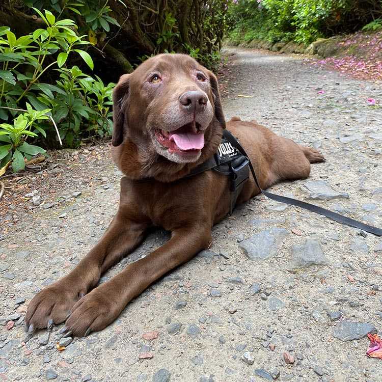 Over the past six years, Rex has transformed from a crazy puppy into ...