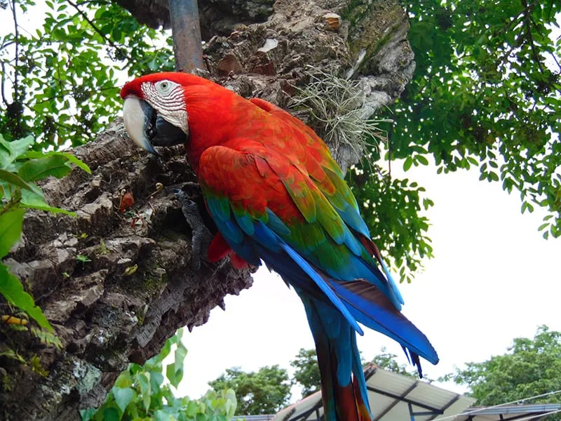 Macaws of Brazil - Tudo Sobre Animais