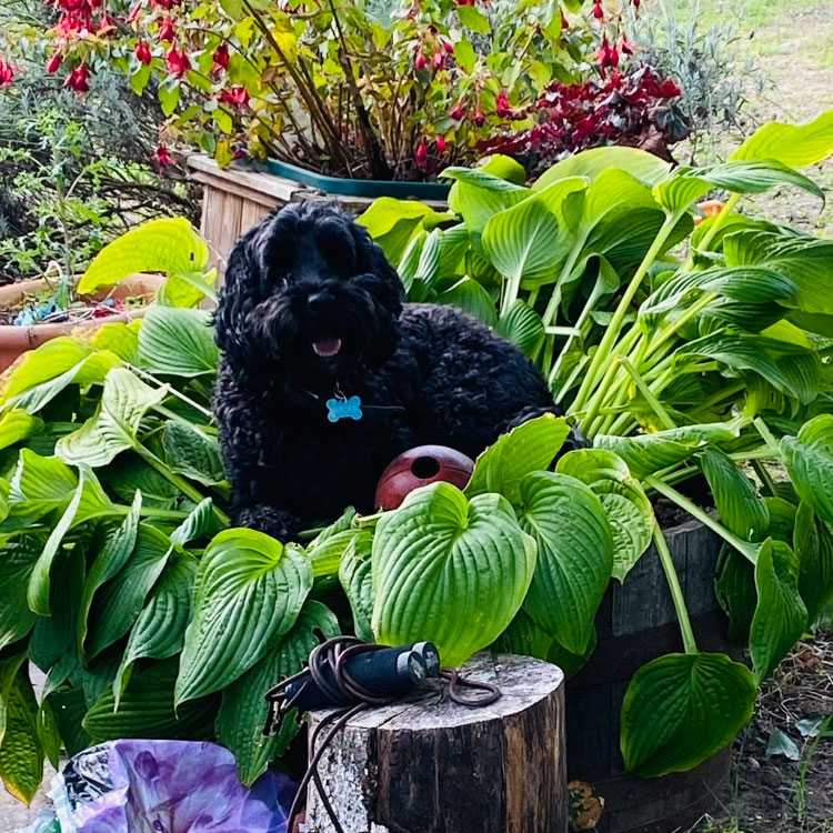 Joanna’s dog Oscar (pictured) has been the perfect role model for her ...