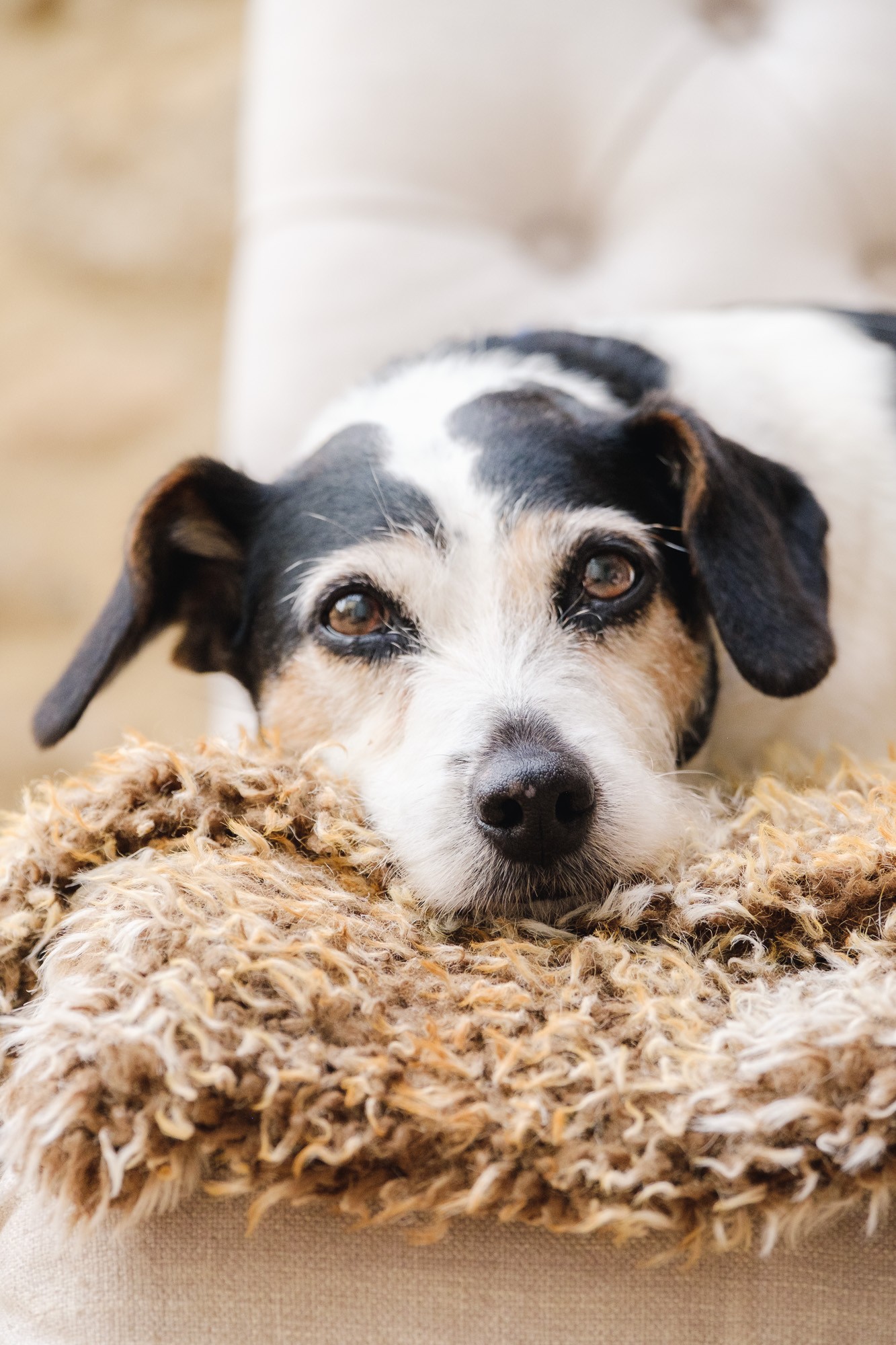 Caring for a female dog in season | Chris & Suze Go Walkies