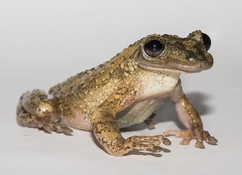 The venomous casque-headed frog - Tudo Sobre Animais