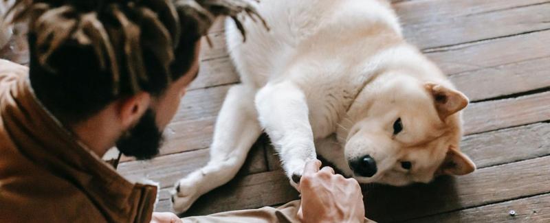 Why Do Dogs Push You Away When You Pet Them? | Woof & Beyond