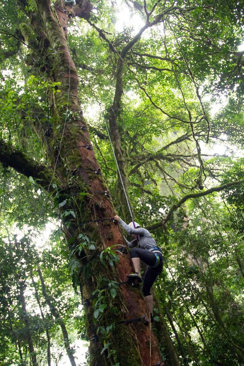 Arboreal Tree Climbing tour Monteverde Costa Rica