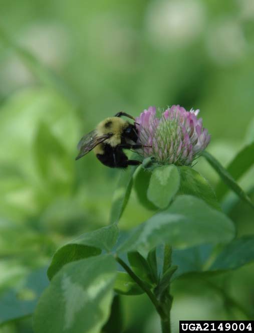 Medium Red Clover · Harvey's Seed