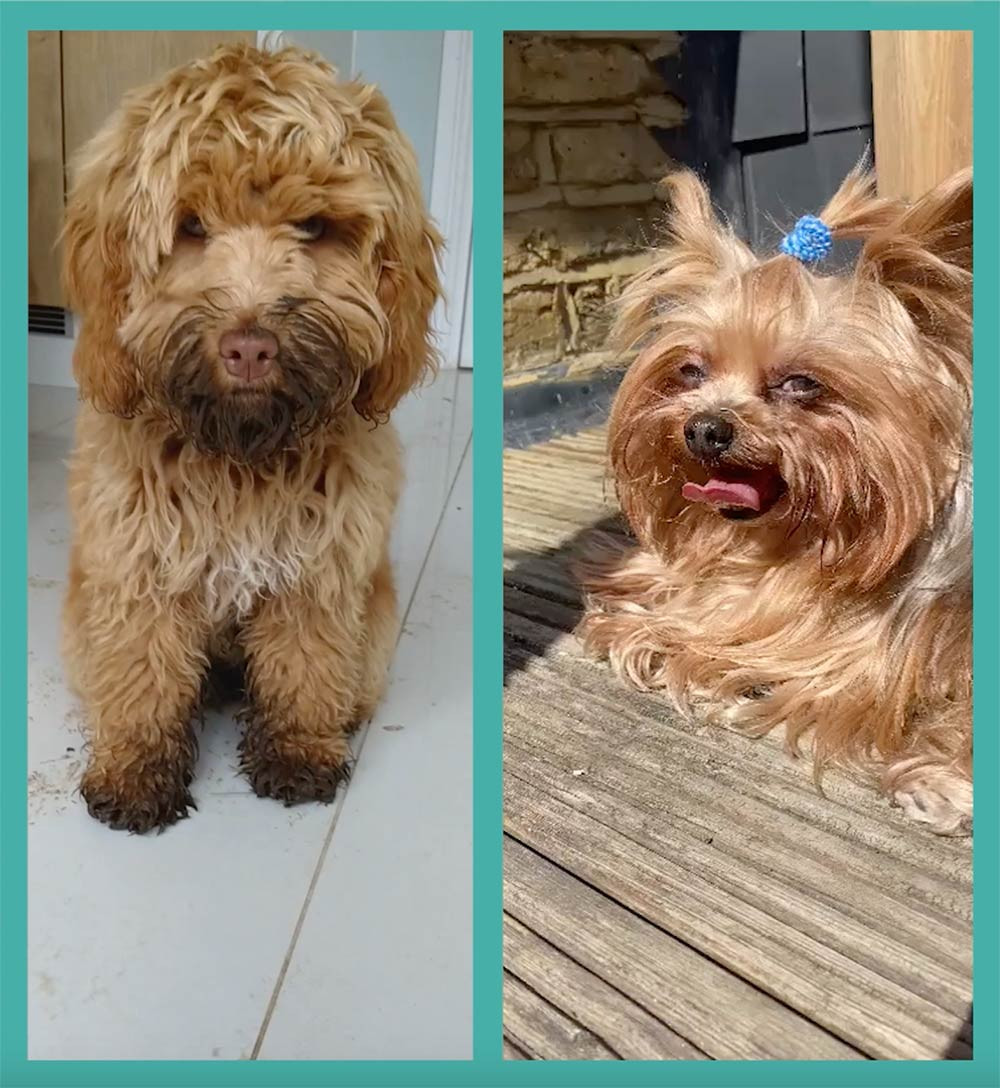 greatbritishdogs.co.uk | Great British Dogs