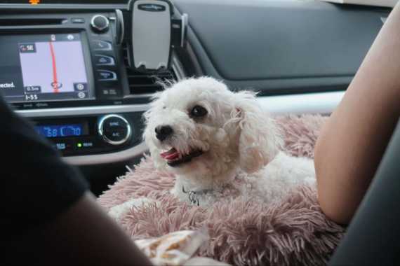 Picking Up Your Puppy from the Breeder: What to Bring Along | Woof & Beyond