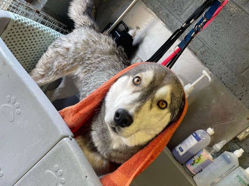 Happy Hounds Towcester