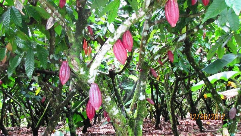 Rainforest Chocolate Tour Arenal Volcano Costa Rica