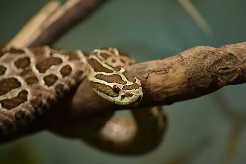 Brazilian Vipers - Tudo Sobre Animais