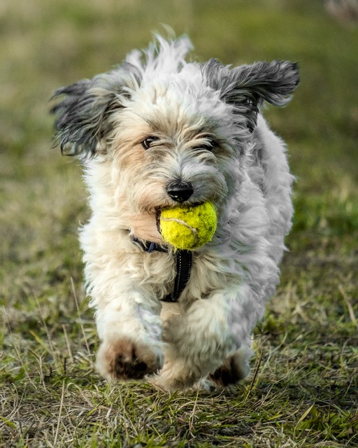 How to take better photos of dogs | Chris & Suze Go Walkies