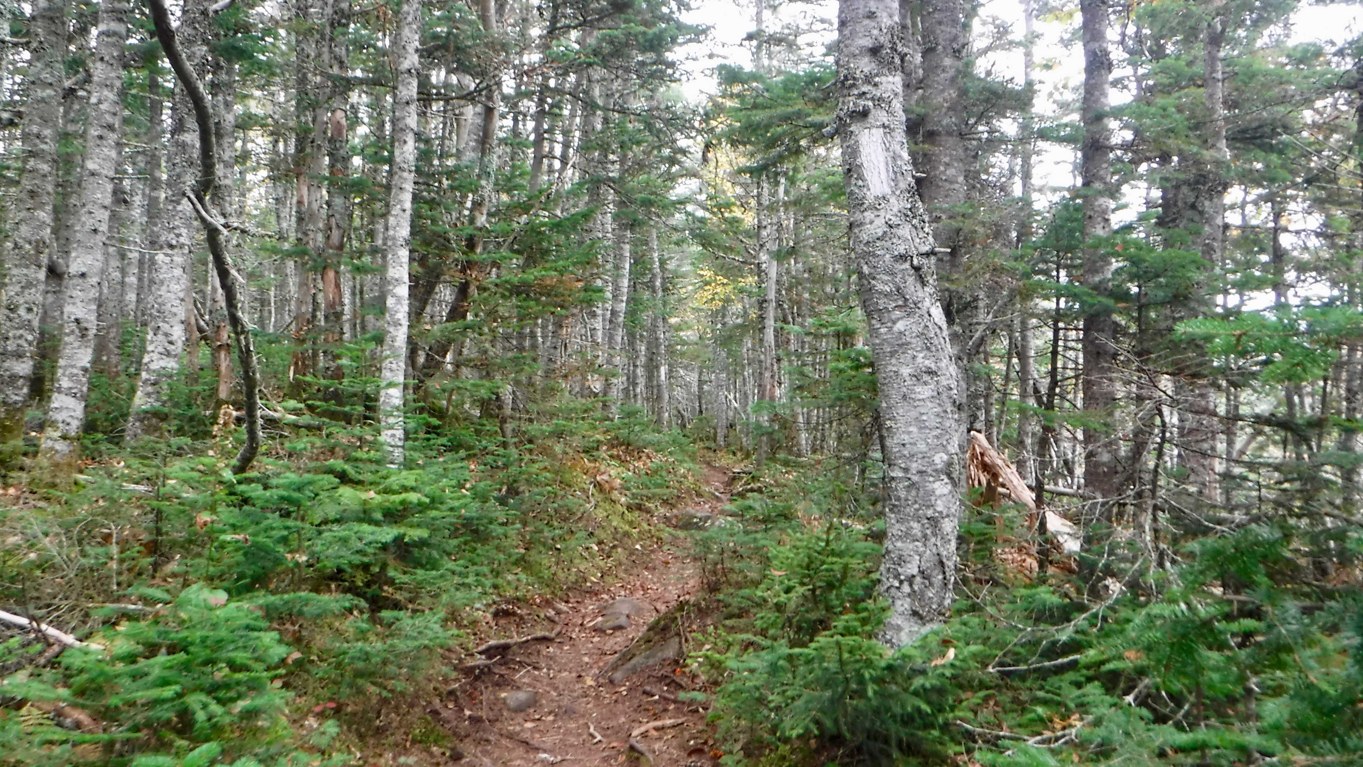 AT 2017: Day 162, Poplar Ridge Lean-to to South Branch Carrabassett ...