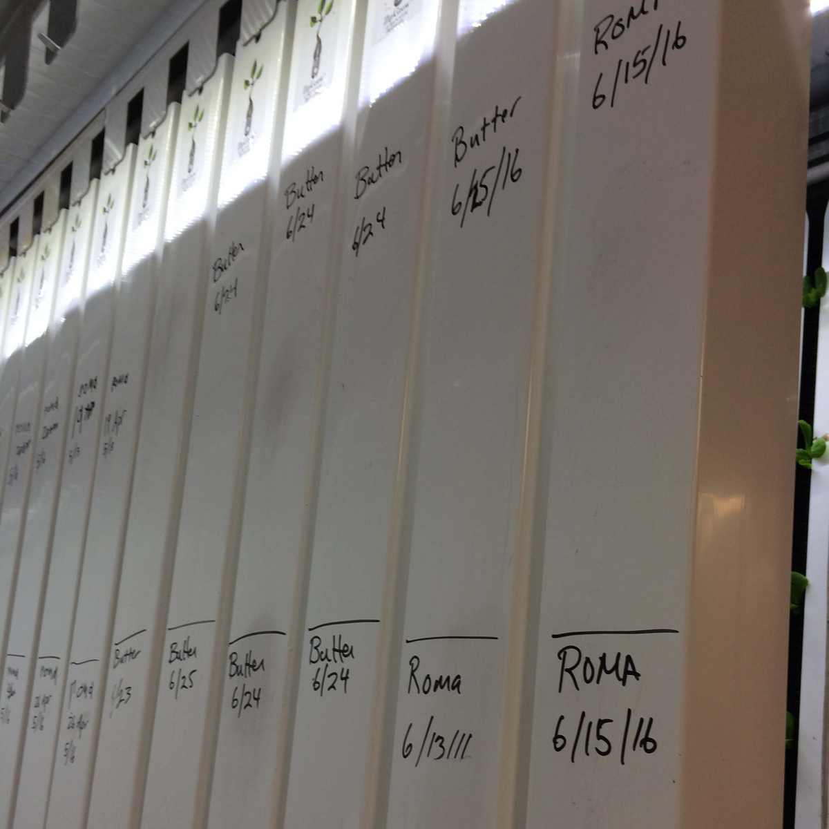 Infographics | Meet Edbert