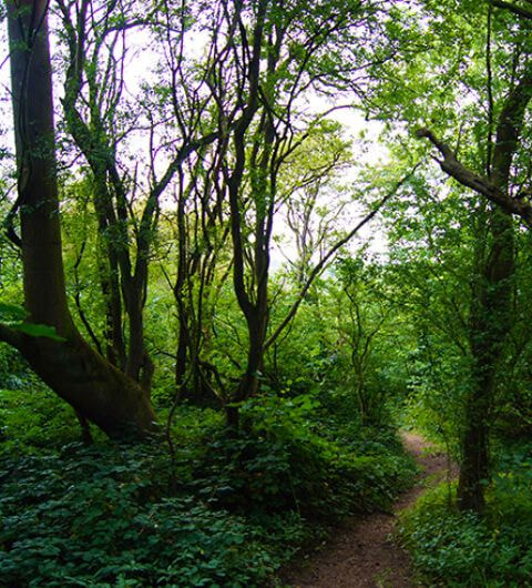 Hetchell Wood - Discover Leeds