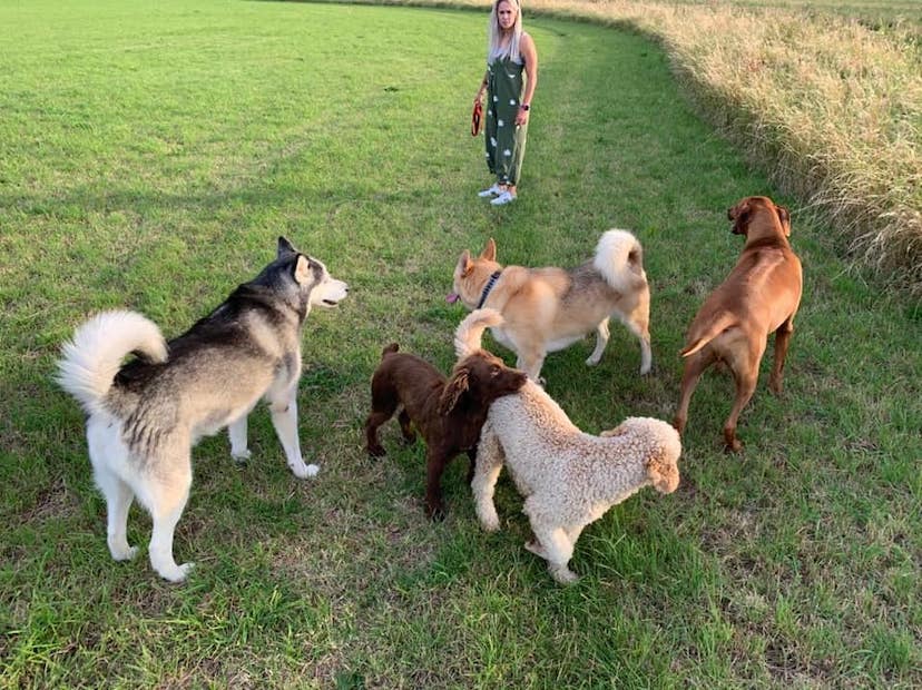 Happy Hounds Towcester