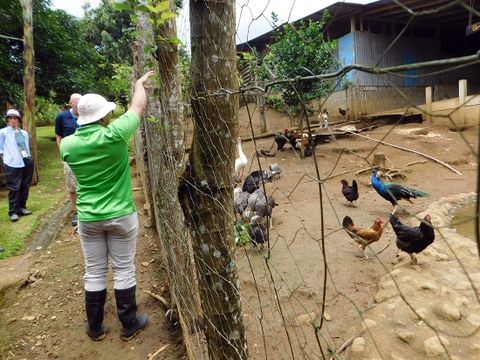 Campesino Arenal Volcano Costa Rica