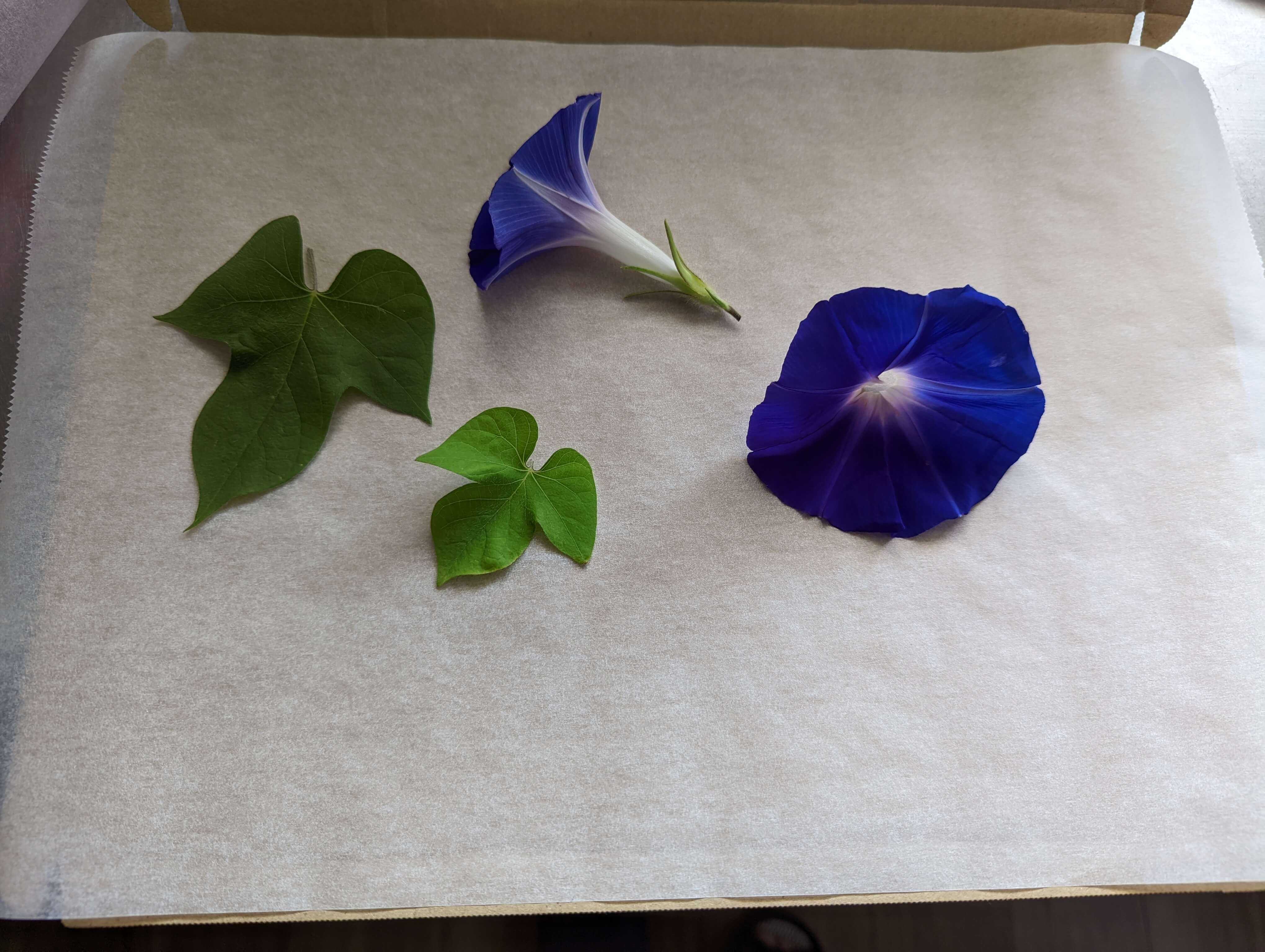 電子レンジを使って簡単に朝顔の押し花を作る | okaryo.log