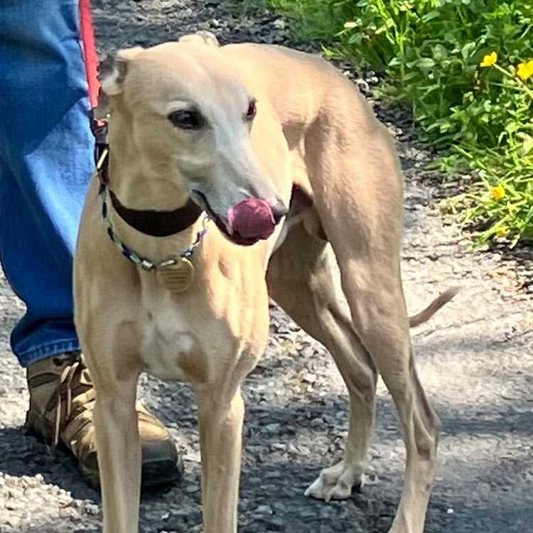 Jet helped Sue and her family heal after the loss of their beloved ...