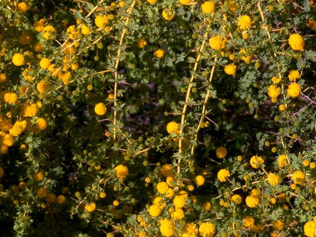 Exhibitions on Screen: Djilba 2023 | UpNext