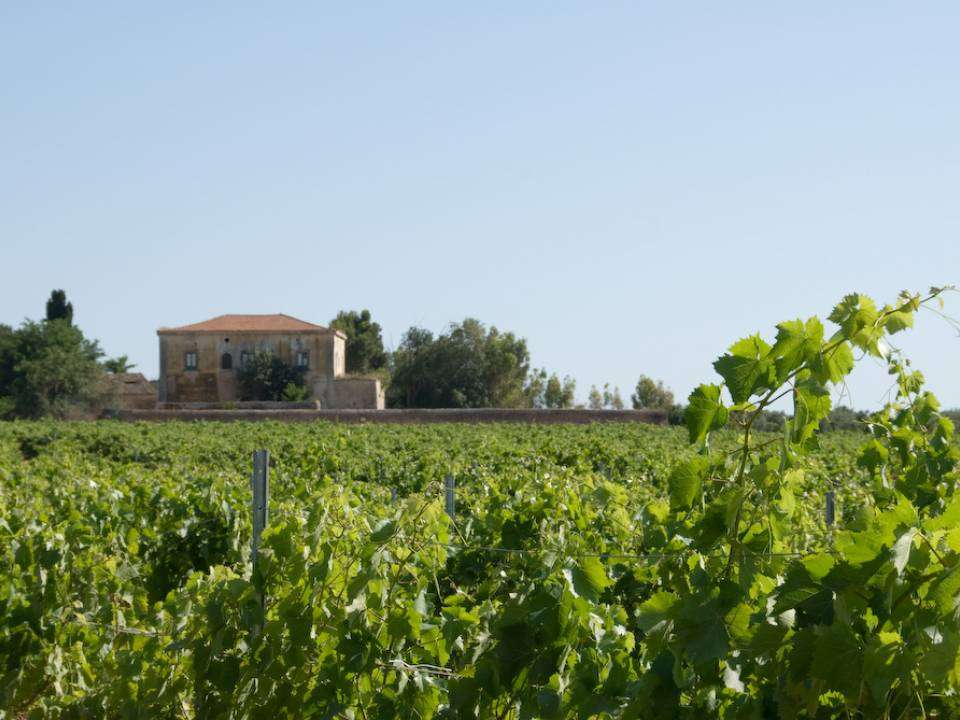 Avide | Bruno Lafon Selection