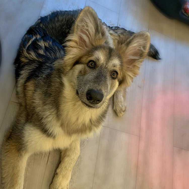 Natalie has always wanted a dog, but Maia has brought her more ...