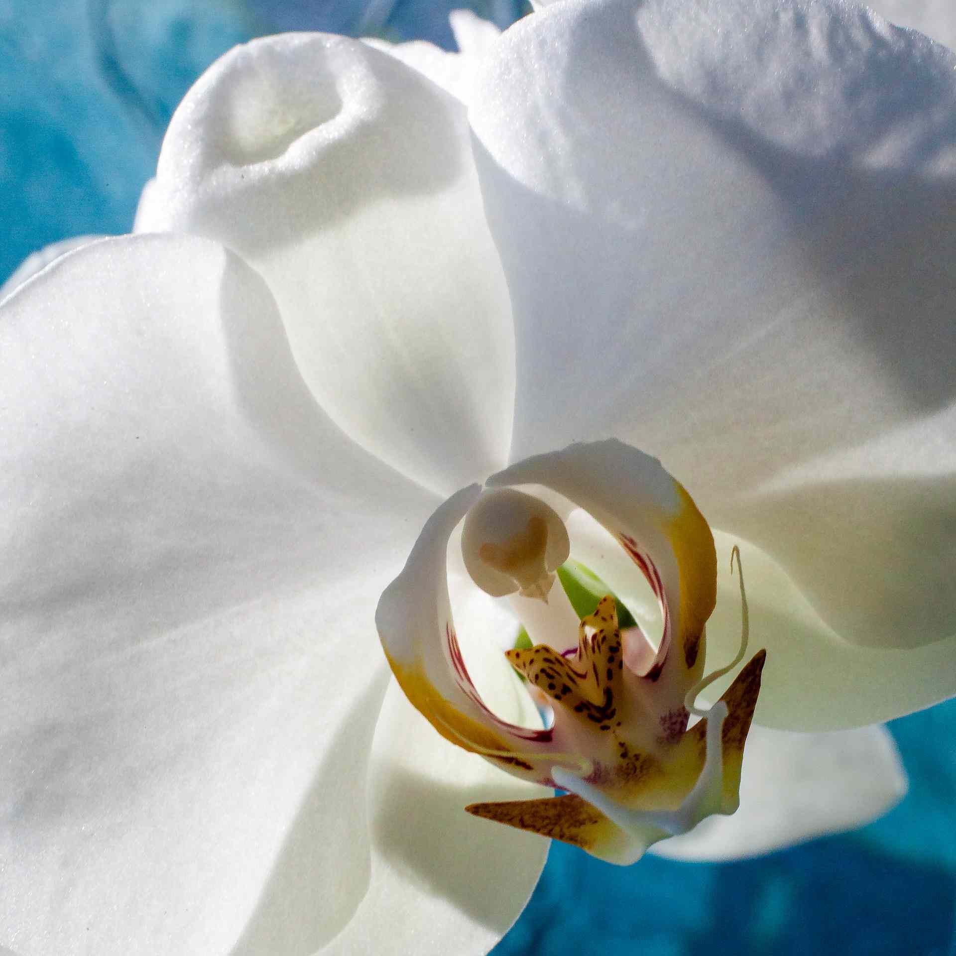 Rokma Art Photography | orchid