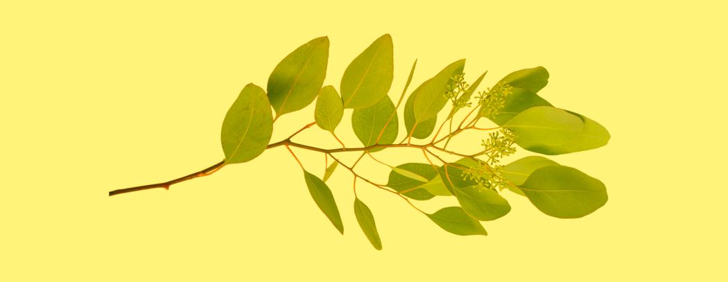 Hoja sen: propiedades y beneficios para la salud