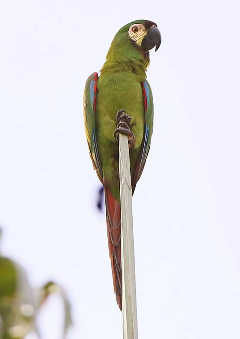Macaws of Brazil - Tudo Sobre Animais