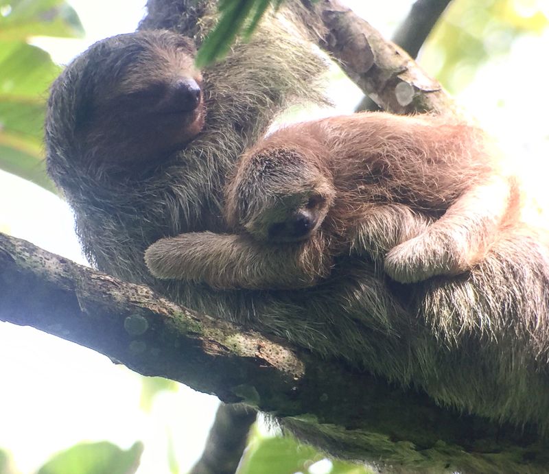 Sloth Tour Arenal Volcano Costa Rica