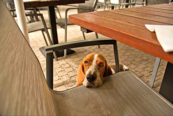 How to Manage a Dog with a 9 to 5 or Full-Time Job | Woof & Beyond