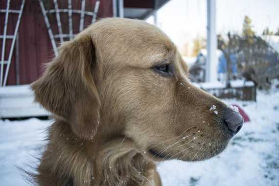 How to Tell If Your Dog Is Too Cold | Woof & Beyond