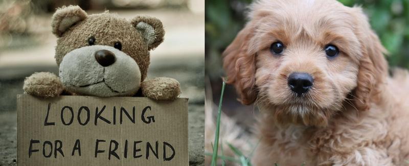 Top 16 Teddy Bear Dog Breeds You Will Adore | Woof & Beyond