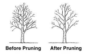 Tree Trimming or Tree Pruning - What's the difference?