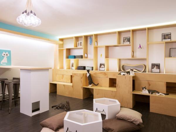 The Top Cat Cafes in The World 2022 | Complete City Guides Travel Blog
