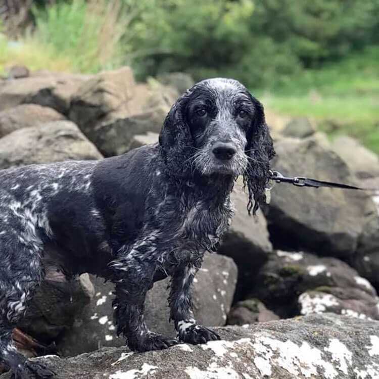 Maggie is always amazed at how empathetic her dog Diesel is, as he ...