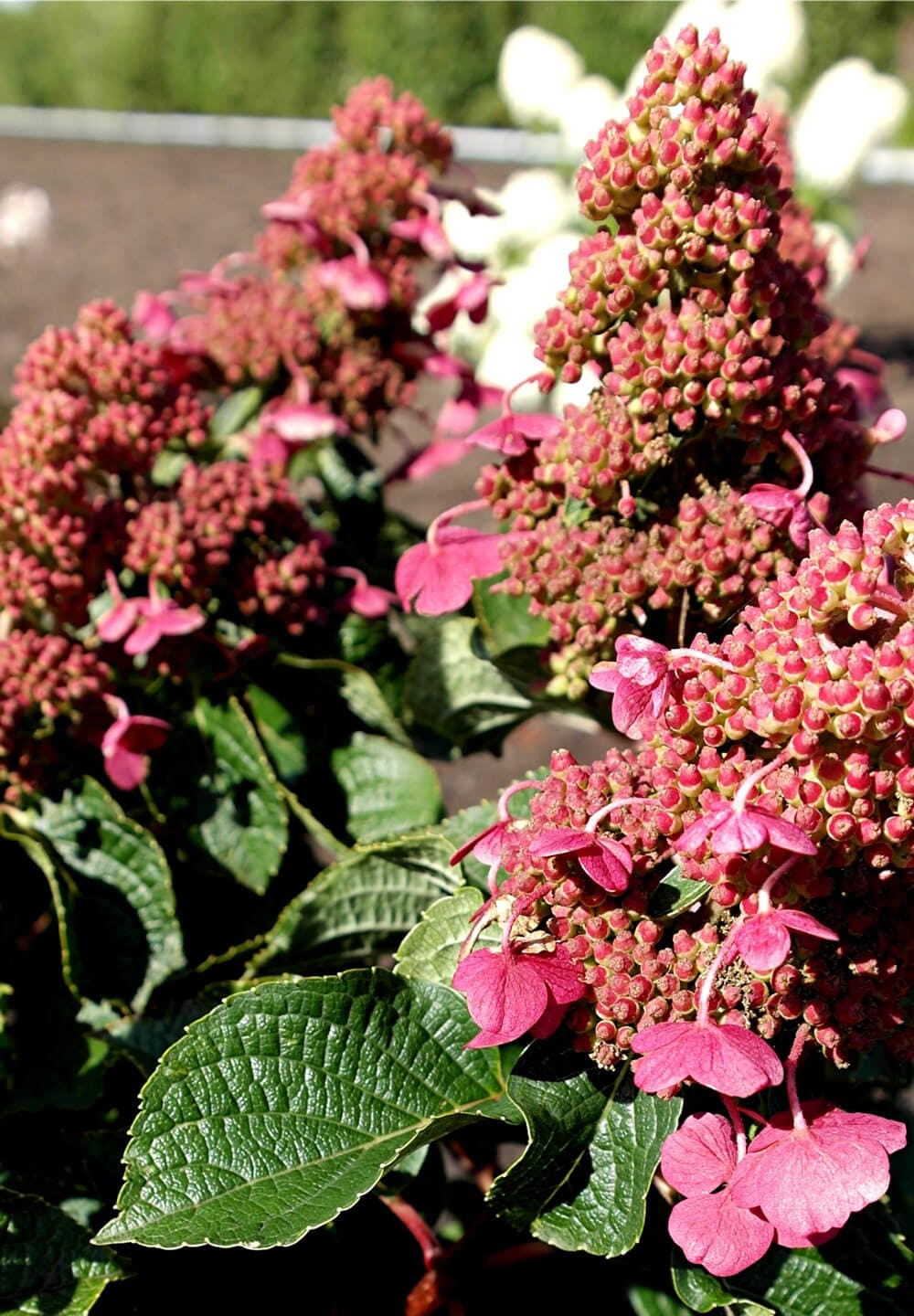 Hydrangea paniculata Living Little Lime®