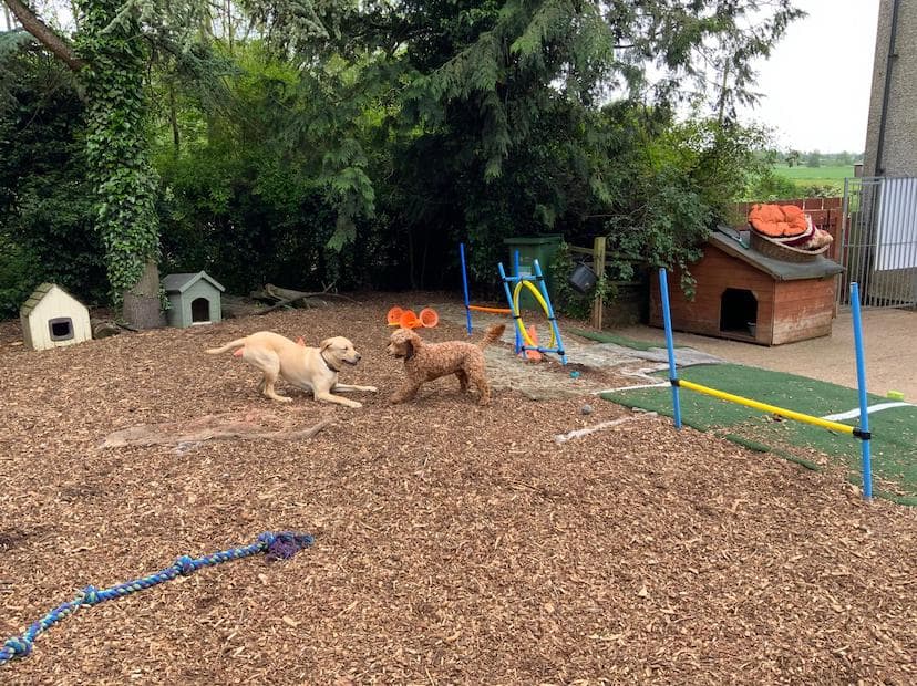 Happy Hounds Towcester