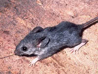 Pests | Millennium Termite & Pest