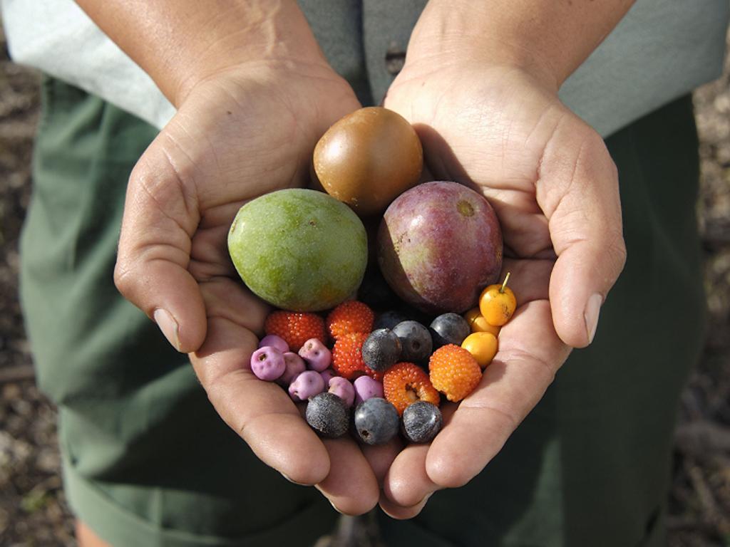 Aboriginal Bush Tucker Morning Tea at the Garden 2020 | UpNext