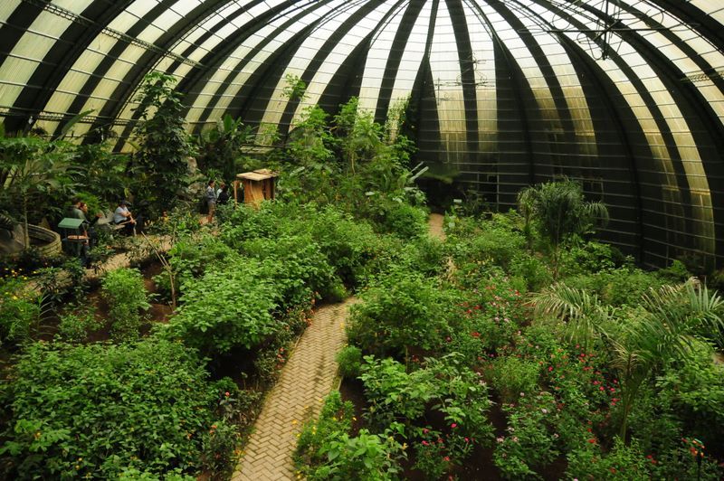 Hummingbird Garden Monteverde Costa Rica