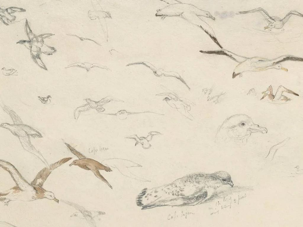 Illustrating The Antipodes: George French Angas In Australia And New ...