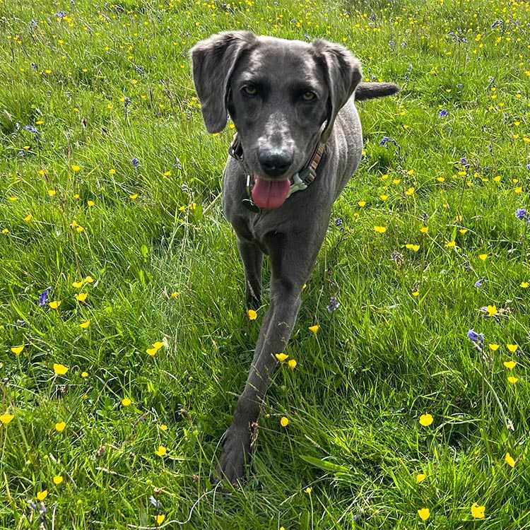 With her appreciation for the finer things in life, Emily’s dog Indi is ...