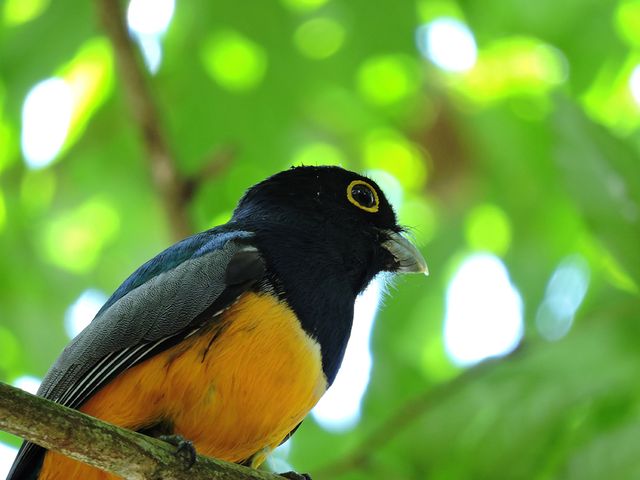 Bird watching tour - Arenal Volcano Costa Rica