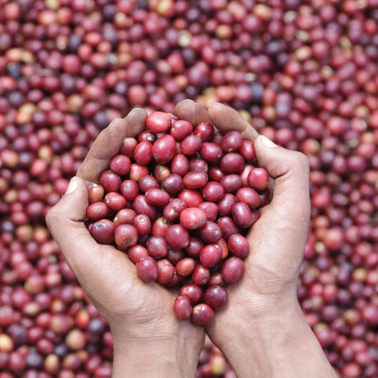 Our Coffee | Origin Commodities